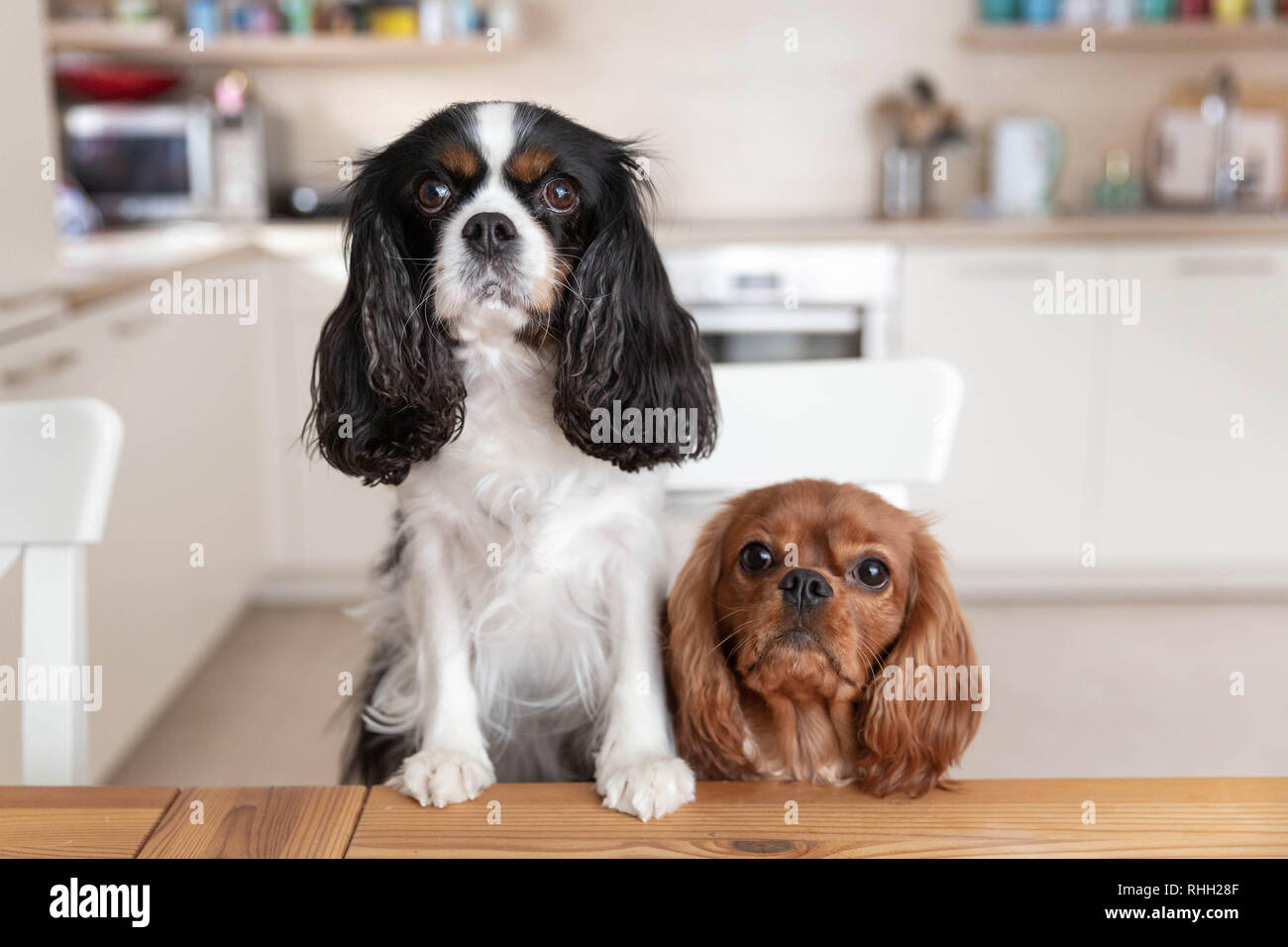 Two dogs sitting hi-res stock photography and images - Alamy