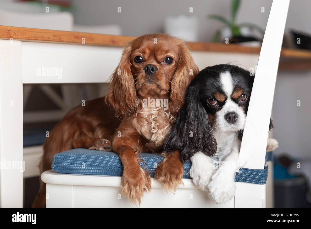 Funny dogs hi-res stock photography and images - Alamy