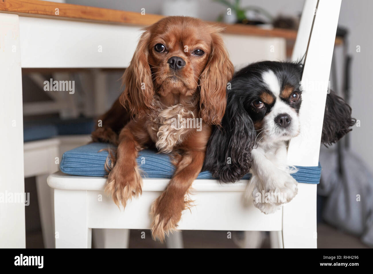 Two dogs sitting home hi-res stock photography and images - Alamy