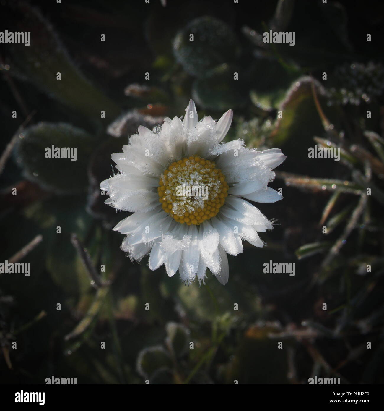 Frozen daisy hi-res stock photography and images - Alamy