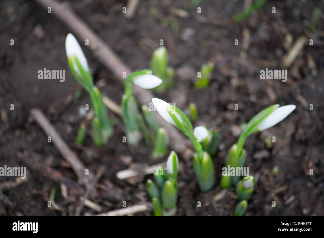 Snowdrop Plant Soil High Resolution Stock Photography and Images - Alamy