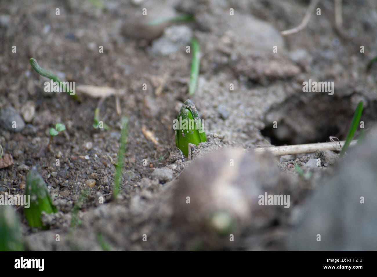 Young plants sprouting closeup hi-res stock photography and images - Alamy