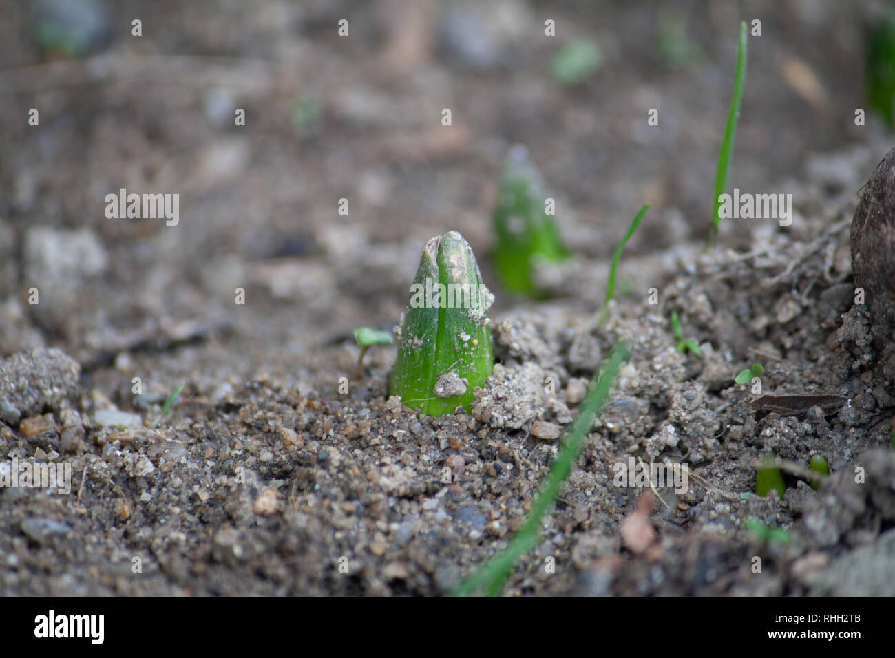 Young plants sprouting closeup hi-res stock photography and images - Alamy