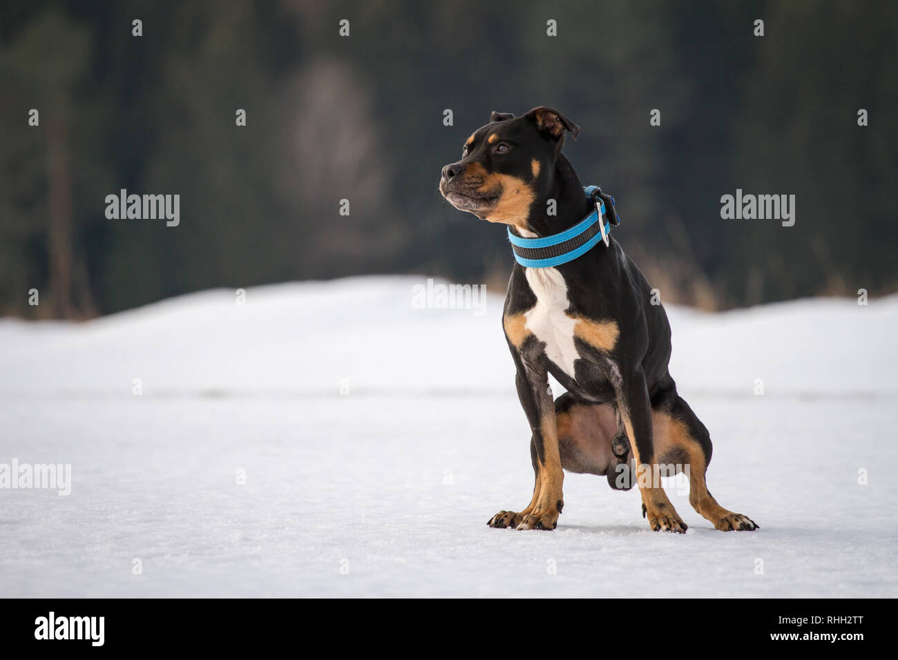 American Pit Bull Terrier, tricolor male sitting in the snow Stock ...