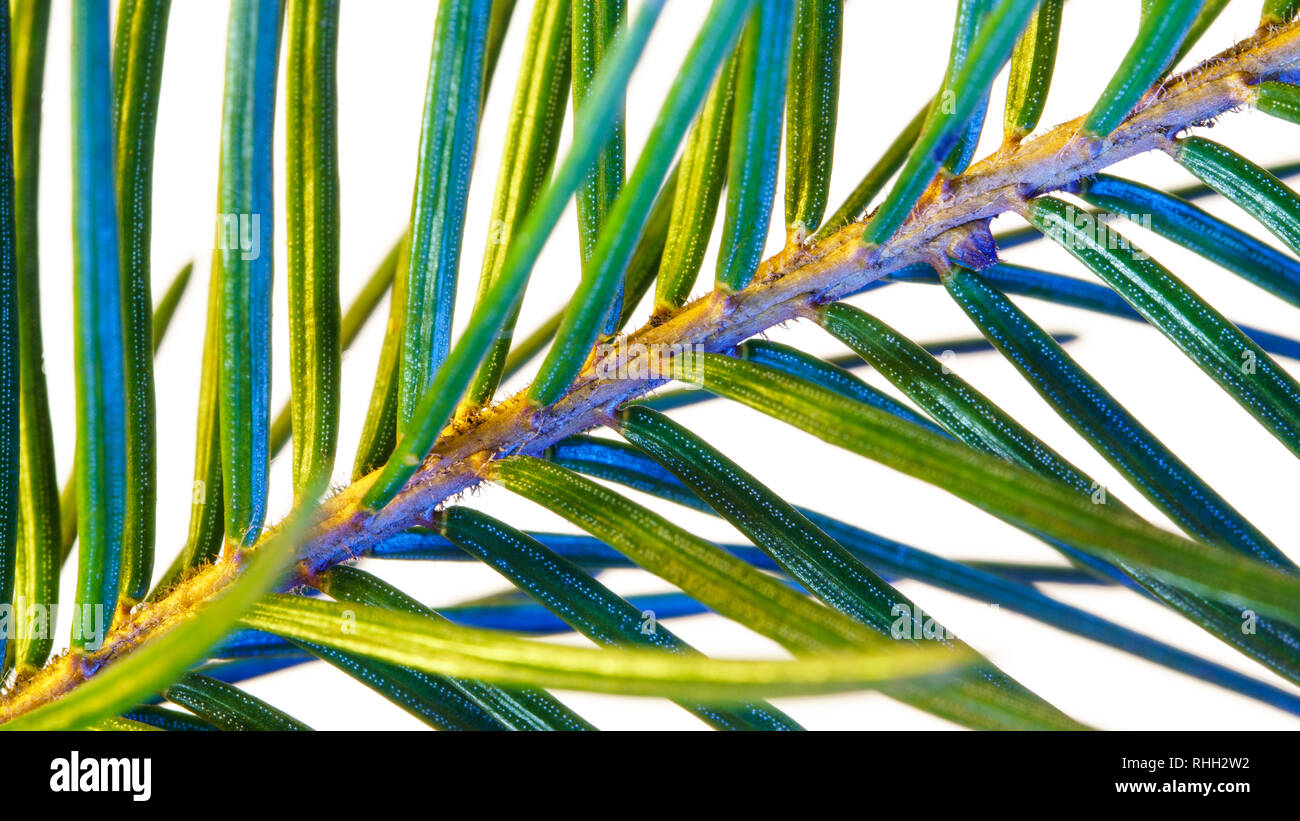 Fir branch on white background macro. Abstract Background From Twig Fir ...