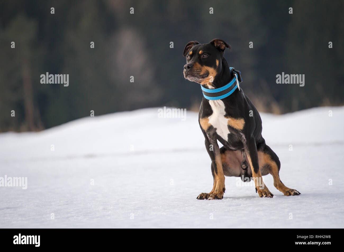 Black Tri Colored Pit Bull