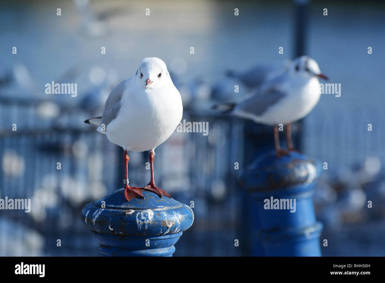 British gulls hi-res stock photography and images - Alamy