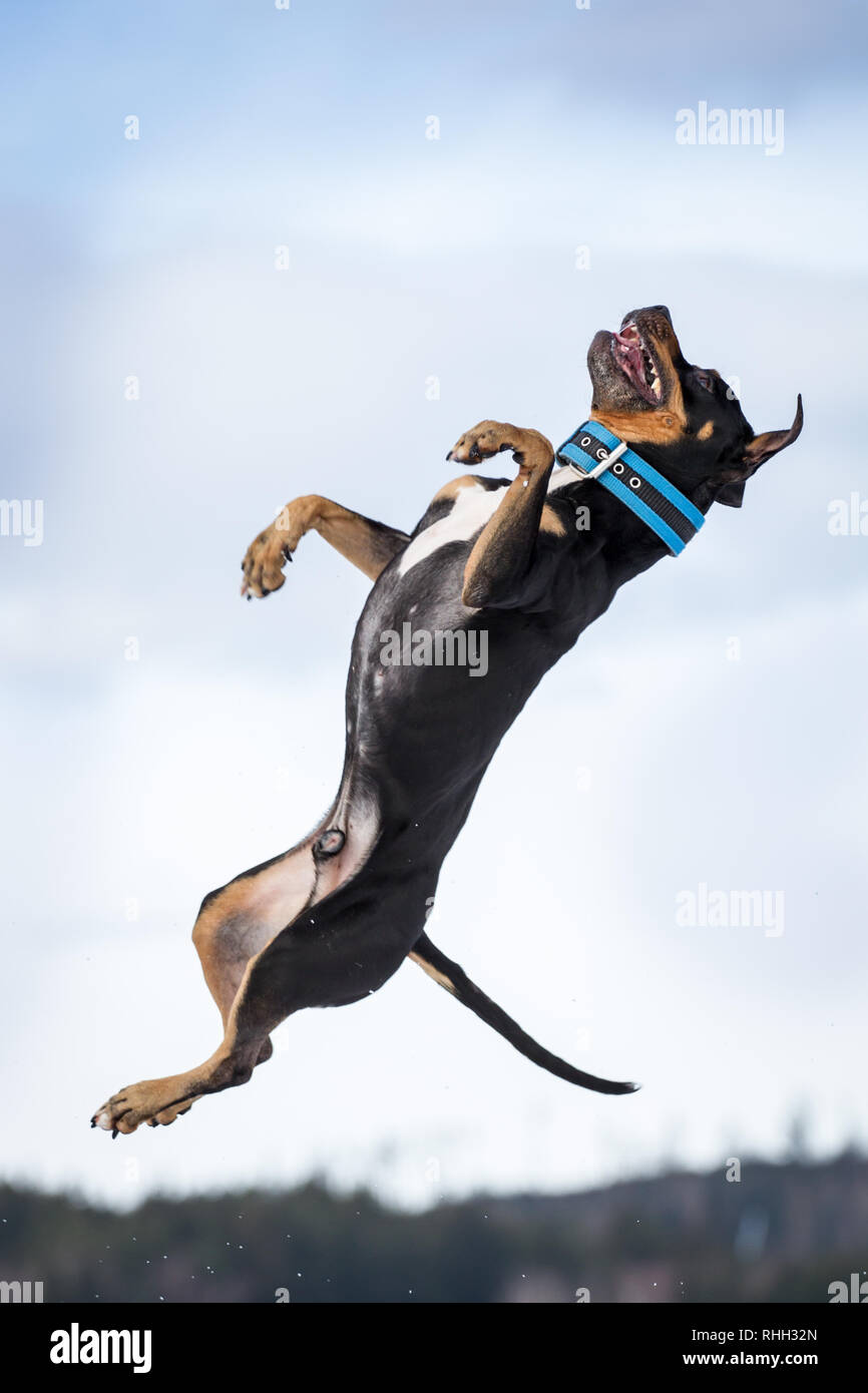 Pitbull jumping hi-res stock photography and images - Alamy