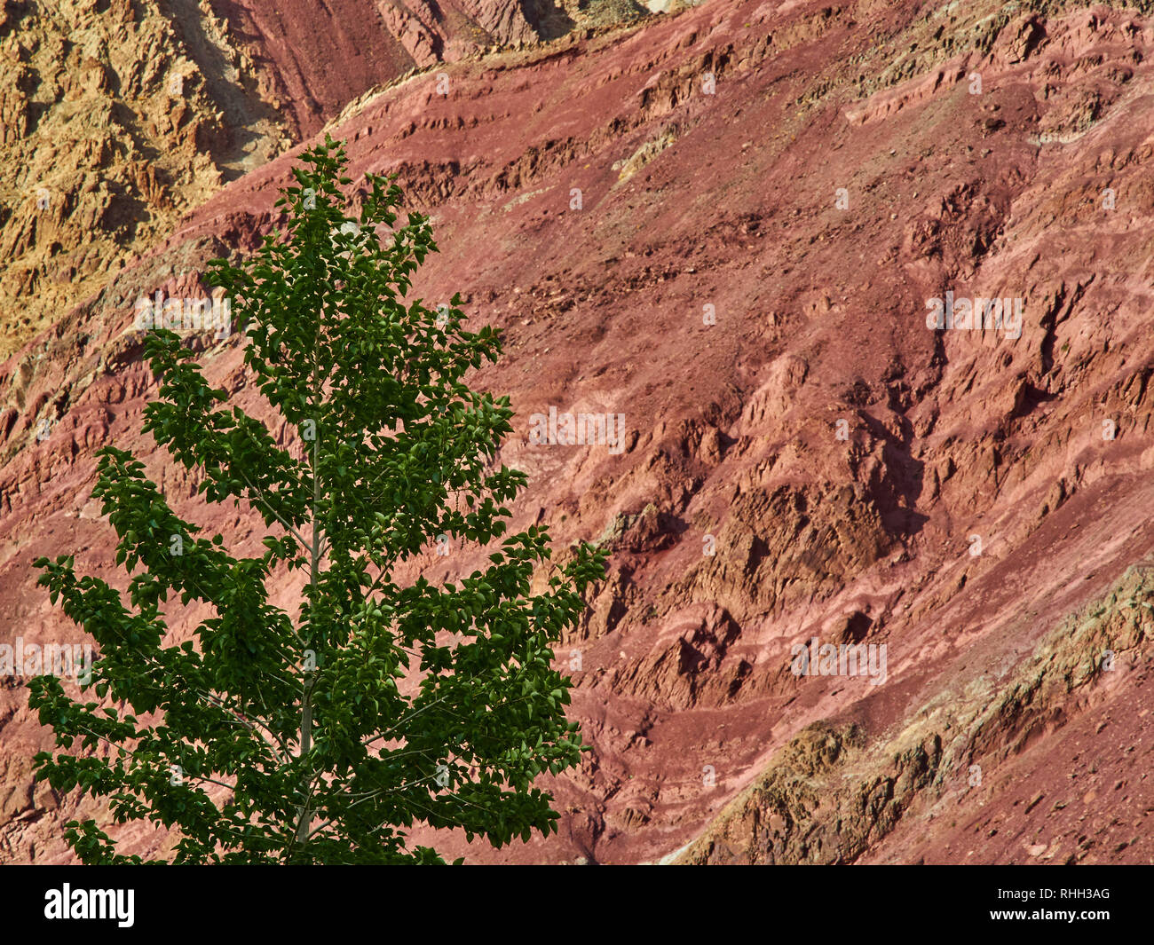 Green tree on the background of hillside with bright red rocks Stock ...