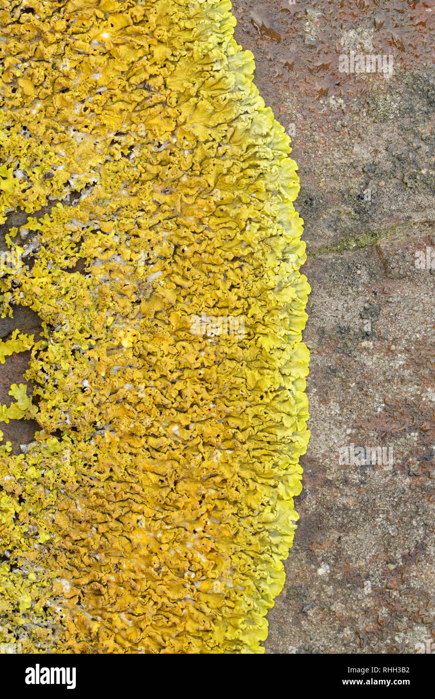 Lichen macro hi-res stock photography and images - Alamy