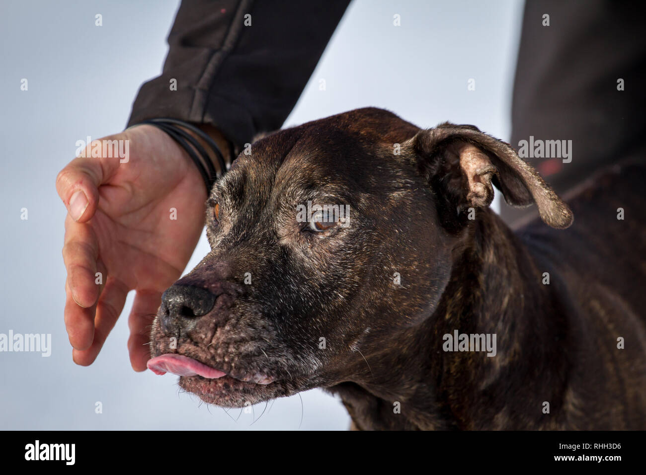 Old pitbull hi-res stock photography and images - Alamy