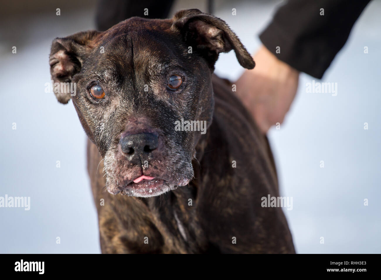 Old female American Pit Bull Terrier portrait in the snow (14 years ...