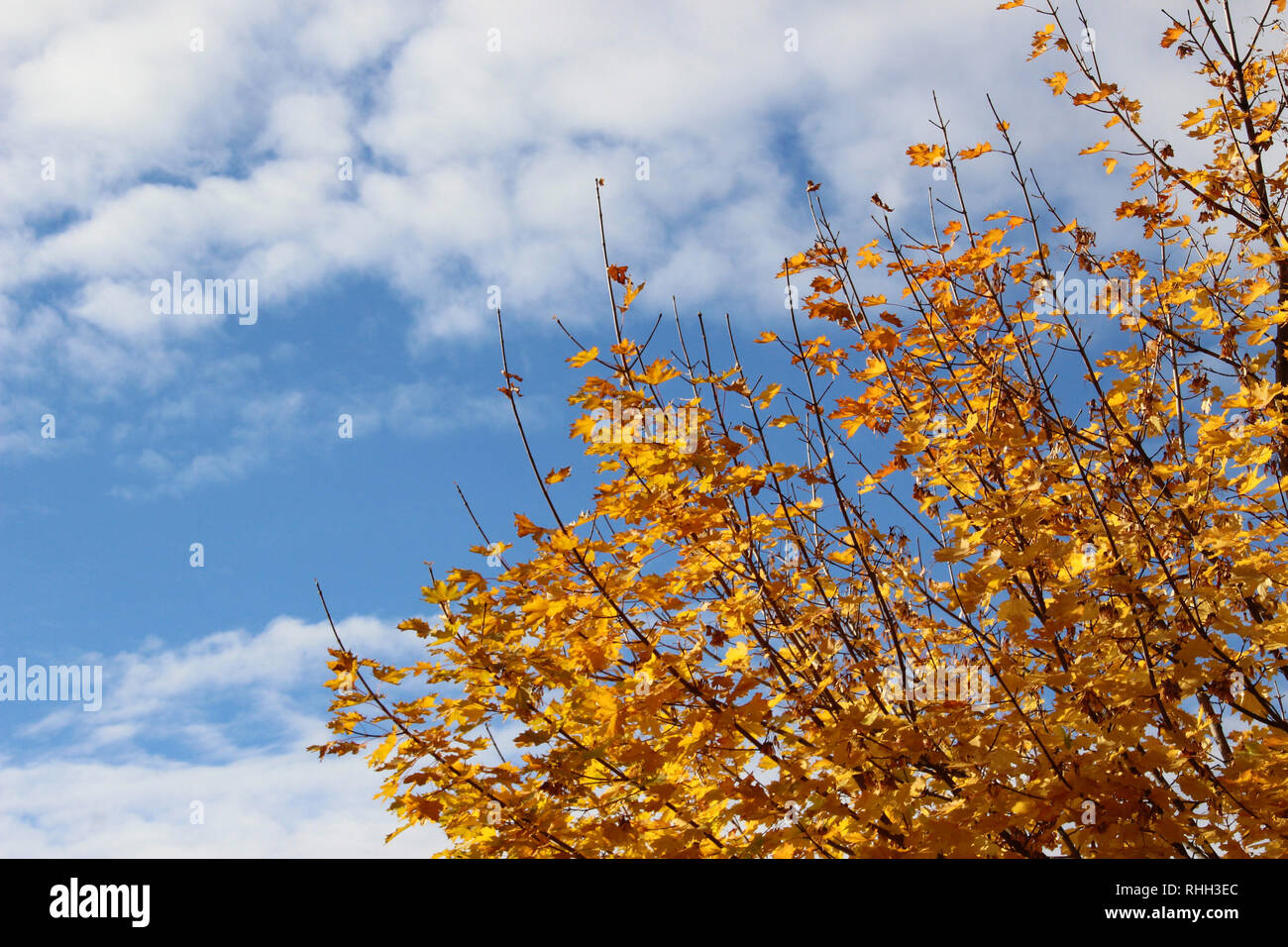 field maple with blue sky and white clouds Stock Photo - Alamy