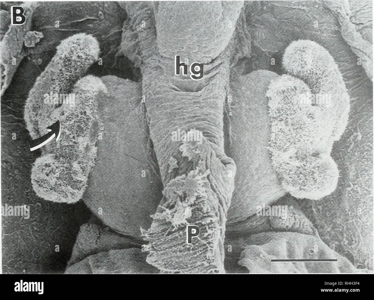 . The Biological bulletin. Biology; Zoology; Biology; Marine Biology ...