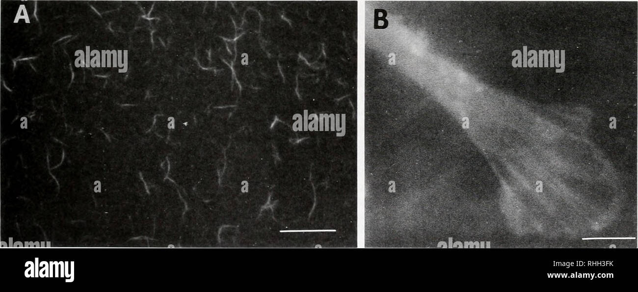 . The Biological bulletin. Biology; Zoology; Biology; Marine Biology ...