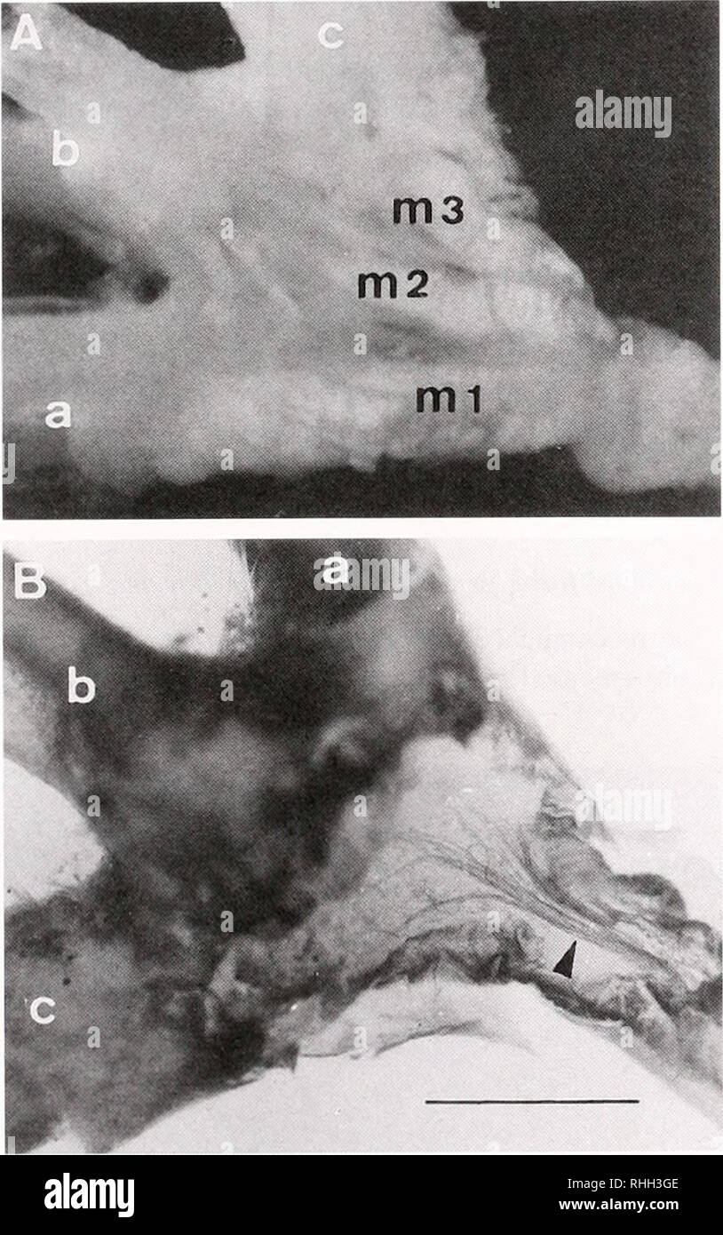 . The Biological bulletin. Biology; Zoology; Biology; Marine Biology ...