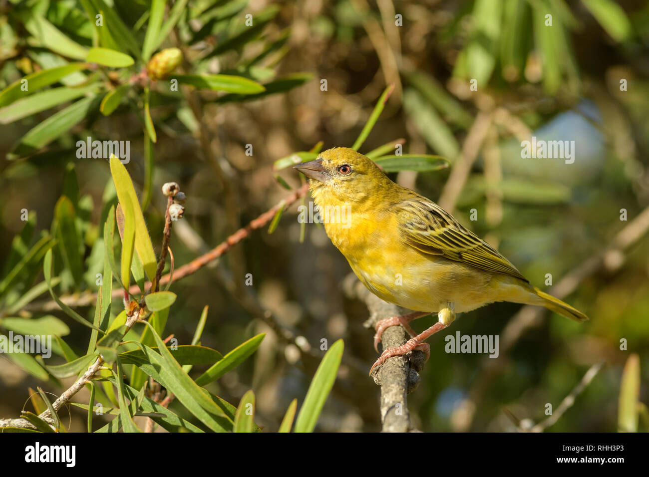 African masked weaver hi-res stock photography and images - Alamy