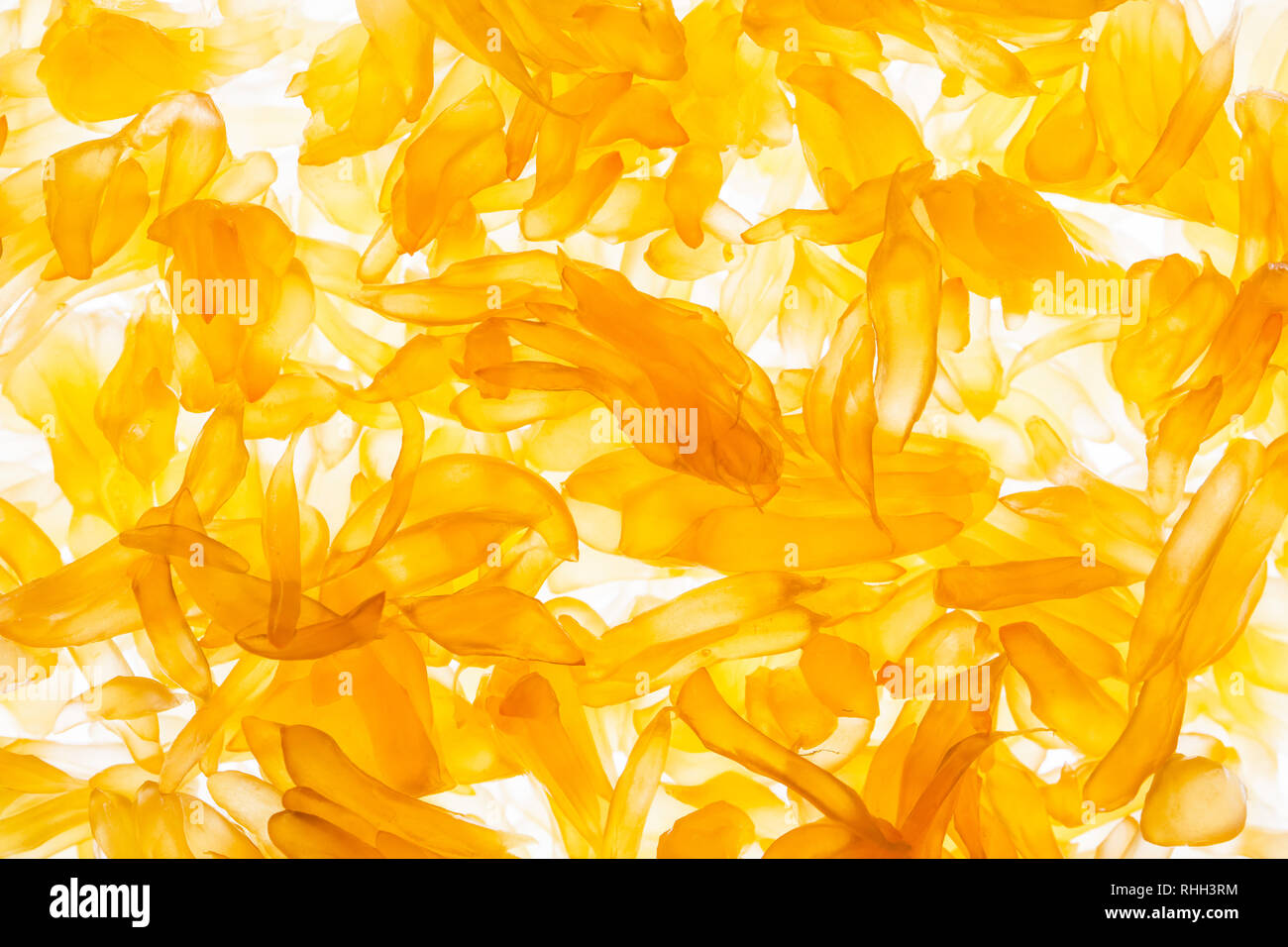 Pomelo Fruit Juicy Vesicles Background. Pomelo fruit macro photography ...