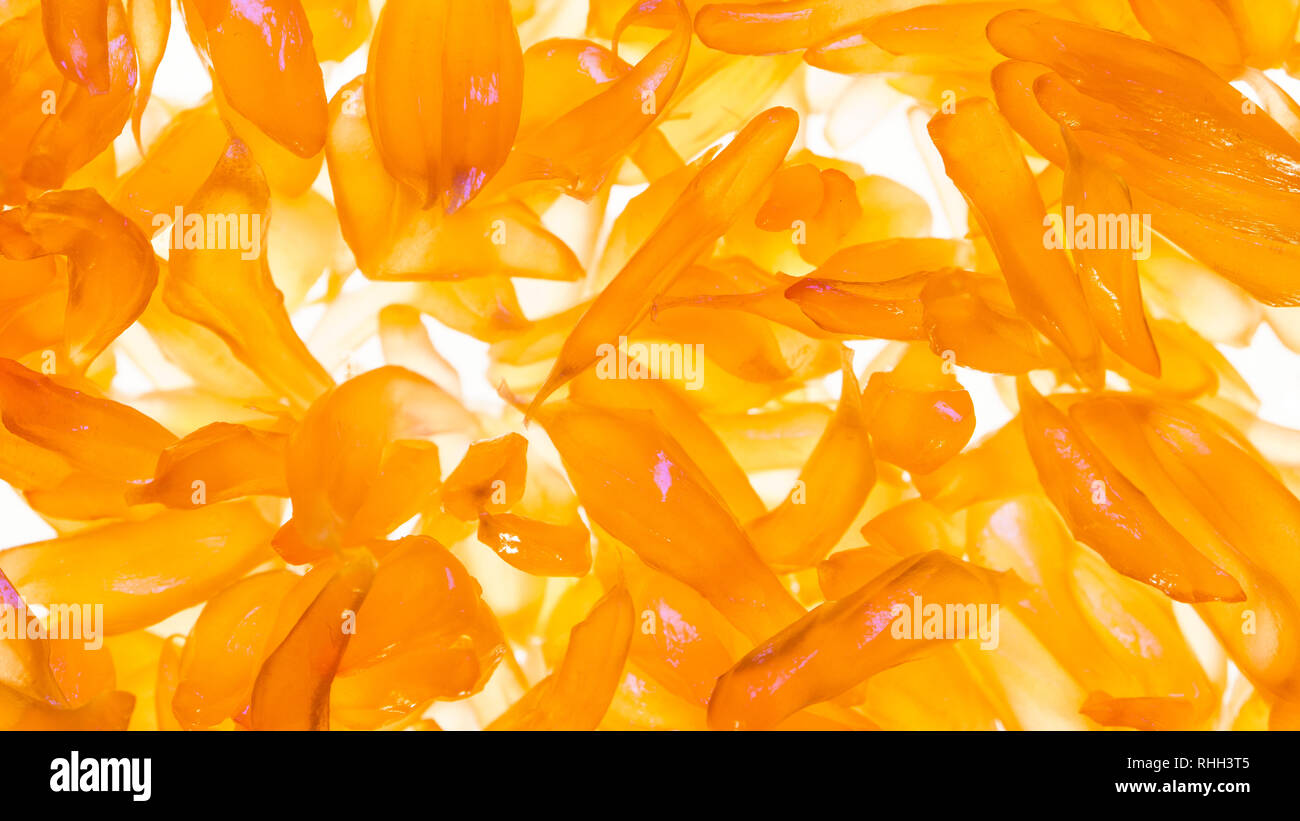 Pomelo Fruit Juicy Vesicles Background. Pomelo fruit macro photography ...