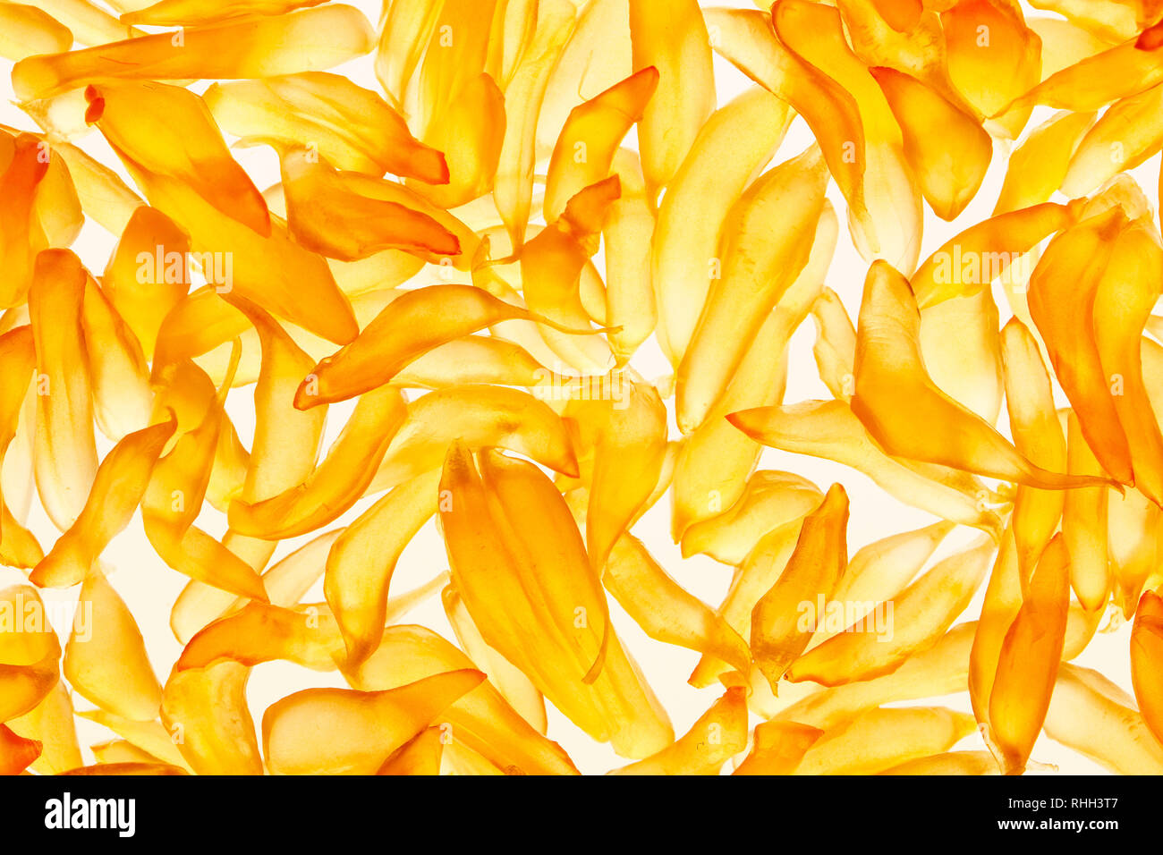 Pomelo Fruit Juicy Vesicles Background. Pomelo fruit macro photography ...