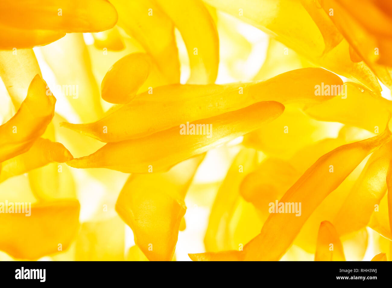 Pomelo Fruit Juicy Vesicles Background. Pomelo fruit macro photography ...
