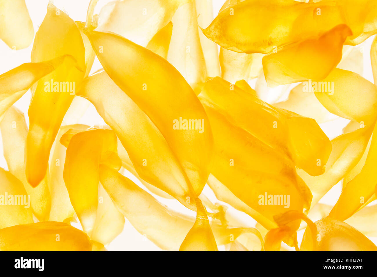 Pomelo Fruit Juicy Vesicles Background. Pomelo fruit macro photography ...