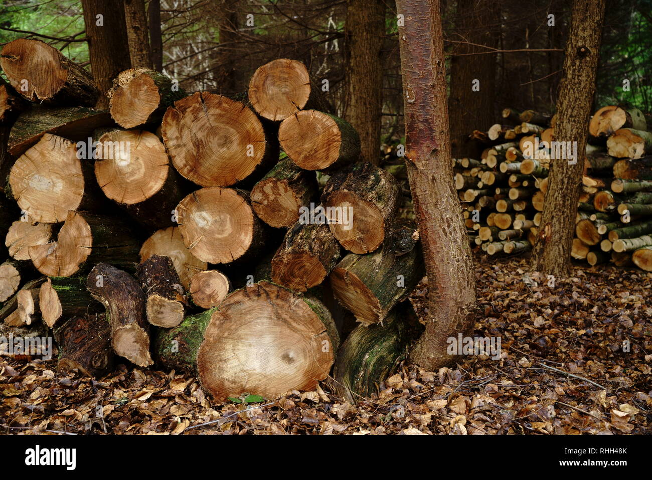 Circles of trees hi-res stock photography and images - Alamy
