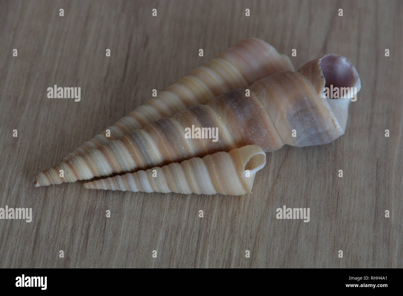 White cone sea shell black hi-res stock photography and images - Alamy