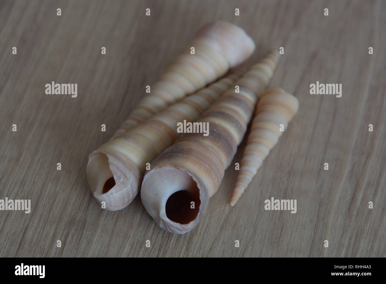 brown conical empty seashell background, some long seashell snails on ...