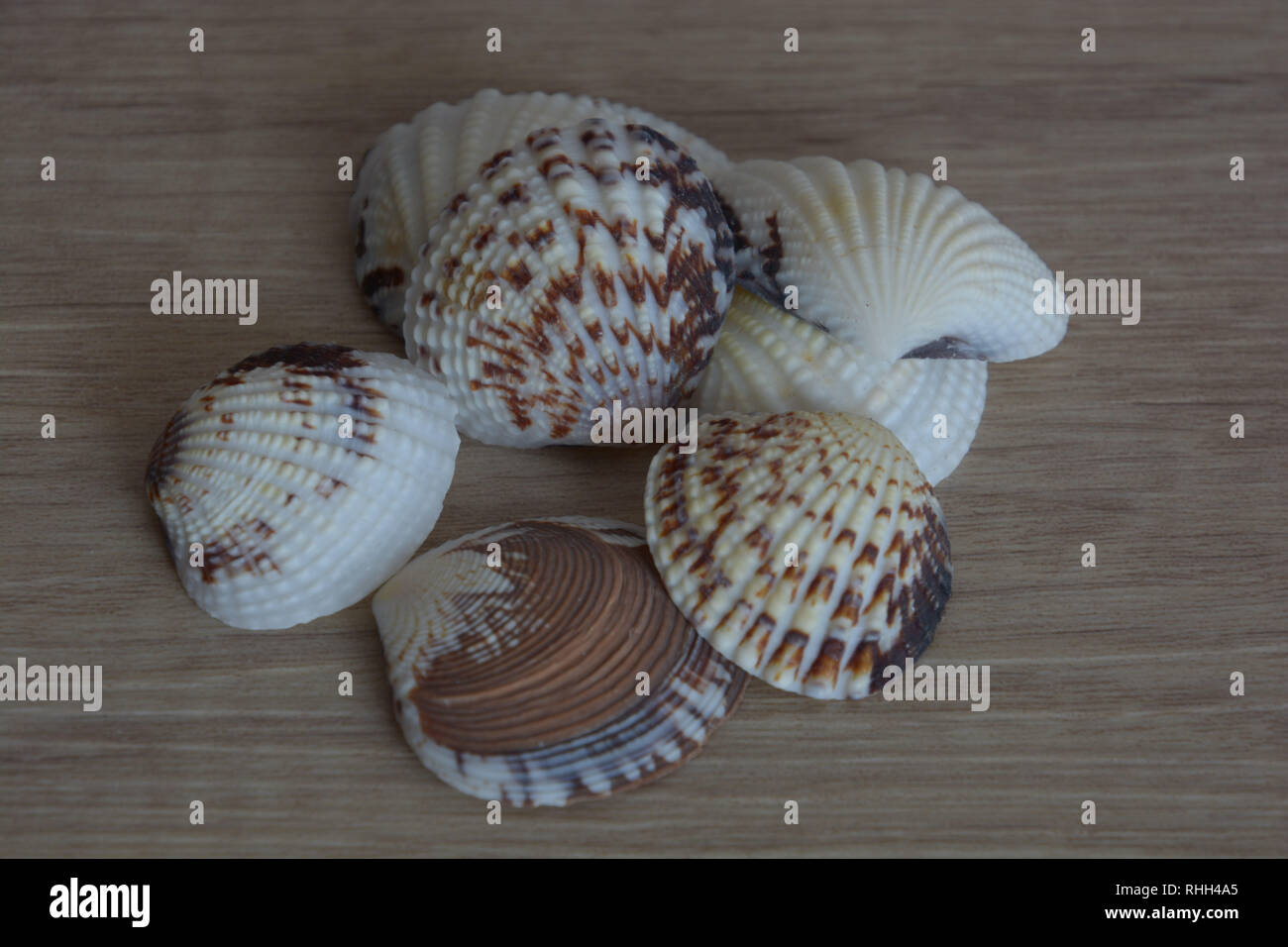 Veneridae High Resolution Stock Photography and Images - Alamy