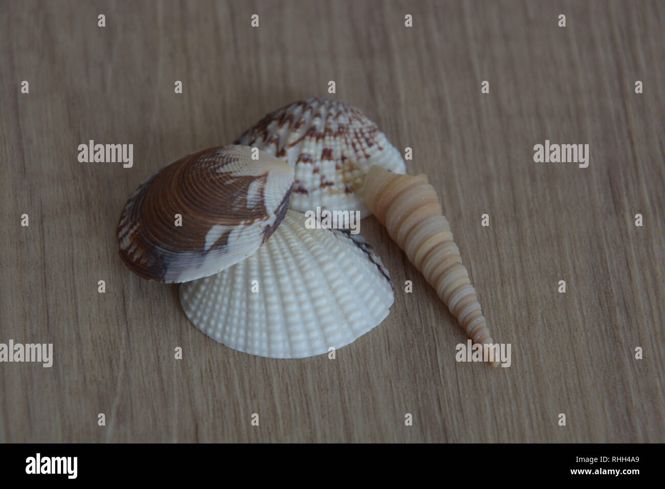 different seashell surface background, empty veneridae or venus clams ...