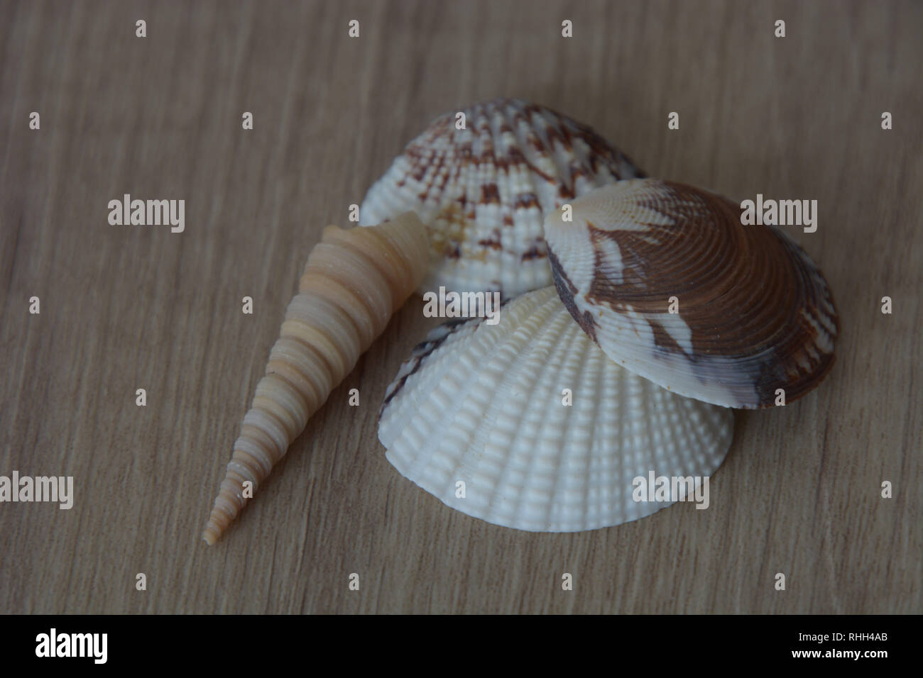 Veneridae hi-res stock photography and images - Alamy