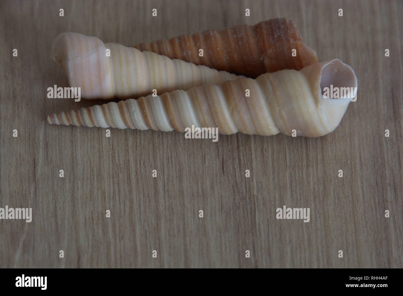 conical seashell background with place for text, long seashell snail ...