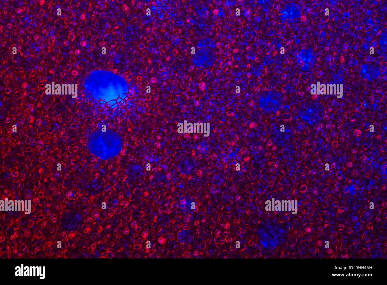 Blue Purple Sponge Foam Texture Macro Background. Abstract background ...