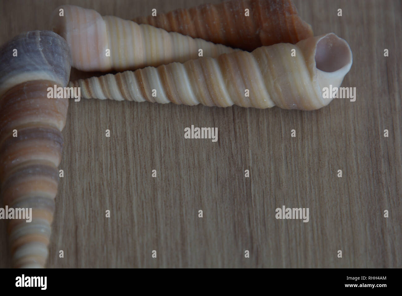 seashell background with place for text, long seashell snail background ...