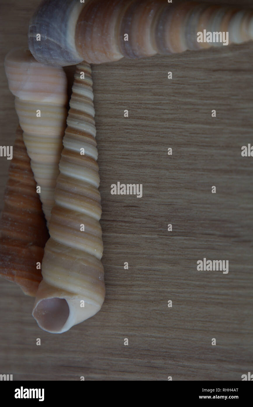 long seashell snail background with copyspace on wooden floor, long ...