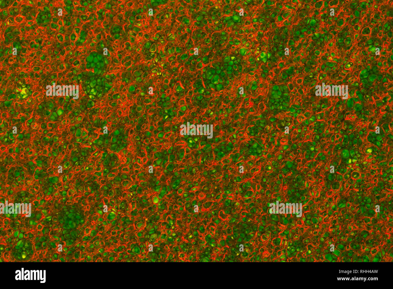 Green Sponge Foam Texture Macro Background. Abstract background of a ...