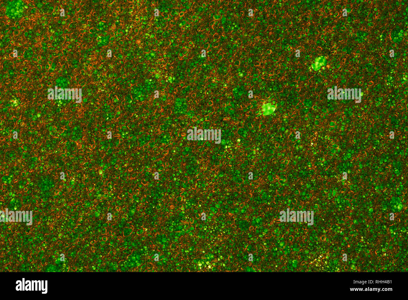 Green Sponge Foam Texture Macro Background. Abstract background of a ...