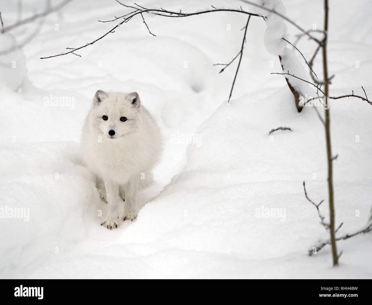 Arctic Fox in Sweden Stock Photo - Alamy
