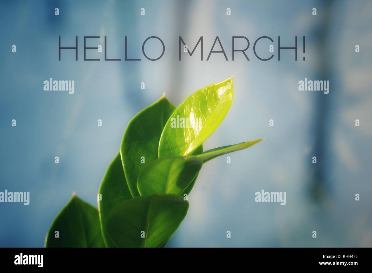 banner Hello March.Greeting card. The beginning of the new season ...