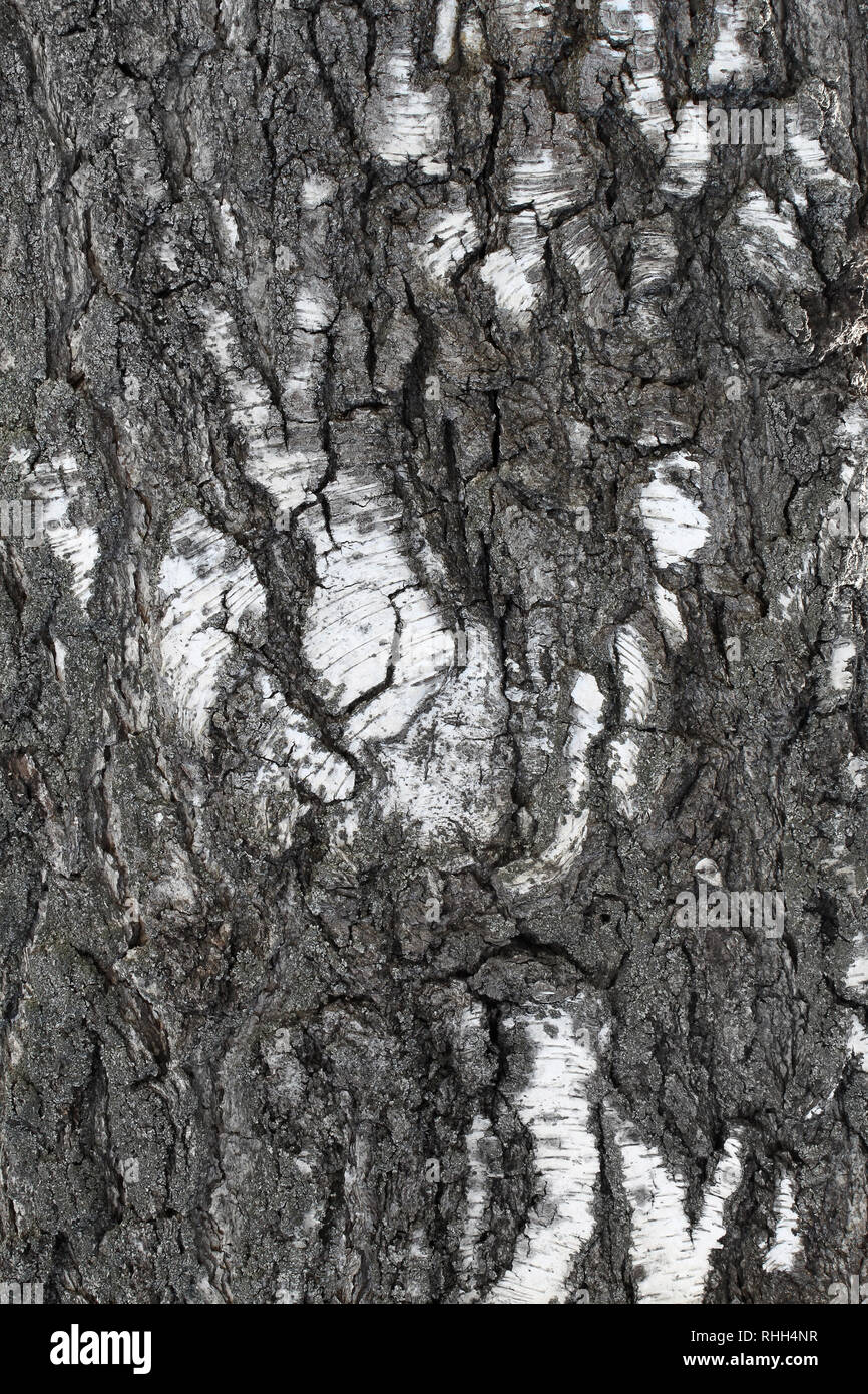 Birch close hi-res stock photography and images - Alamy