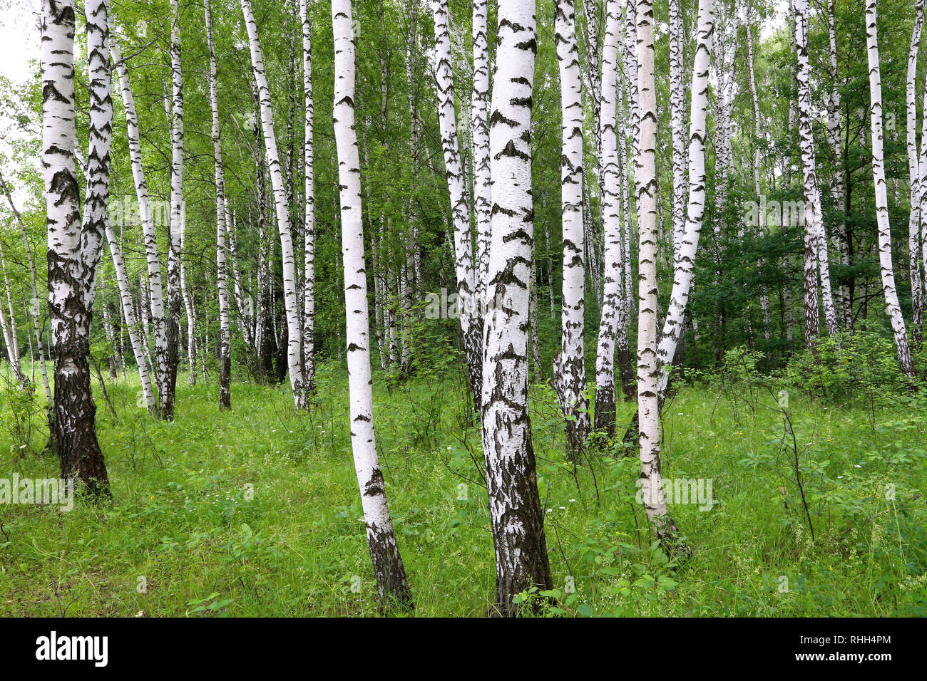 Beautiful birch trees. A summer landscape Stock Photo - Alamy