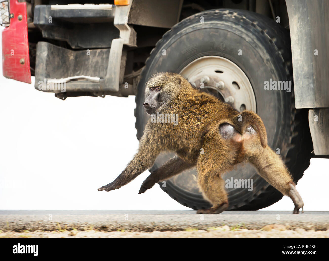 Monkey chasing car hi-res stock photography and images - Alamy