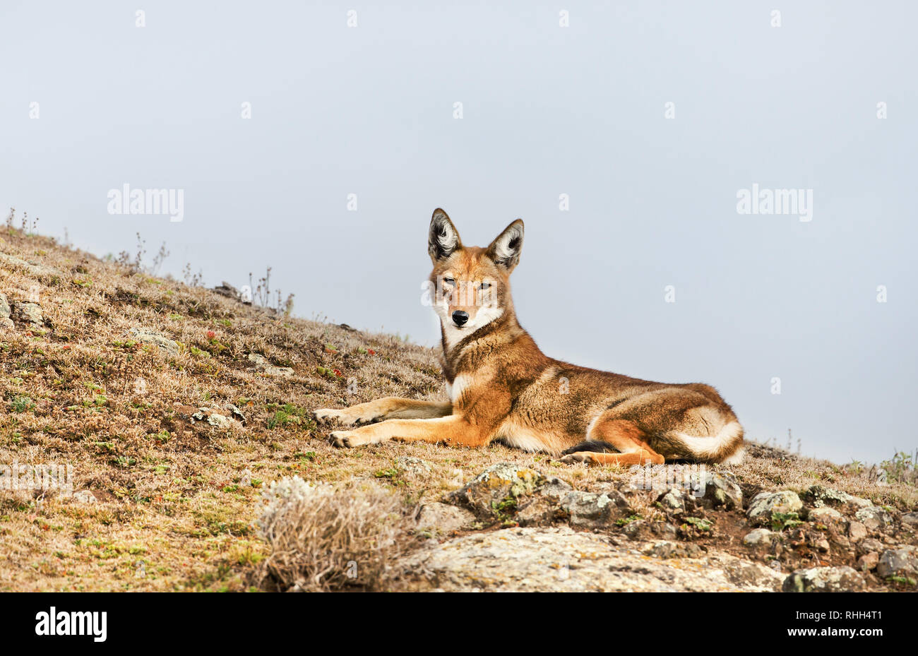 Ethiopian wolf canis simensis hi-res stock photography and images - Alamy