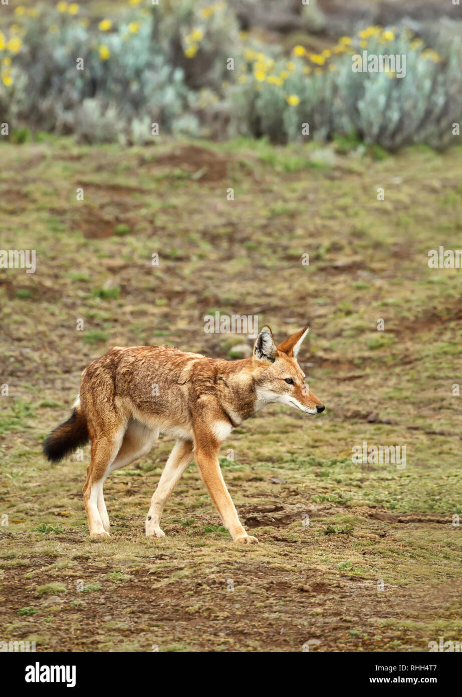 Simien Fox High Resolution Stock Photography and Images - Alamy