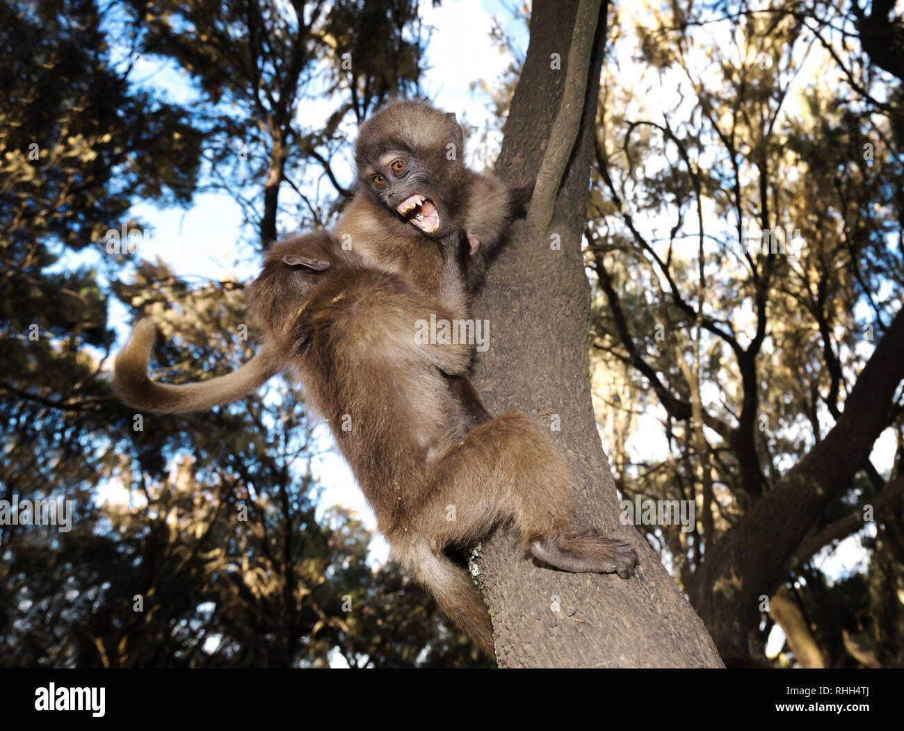 Ethiopia monkey hi-res stock photography and images - Alamy