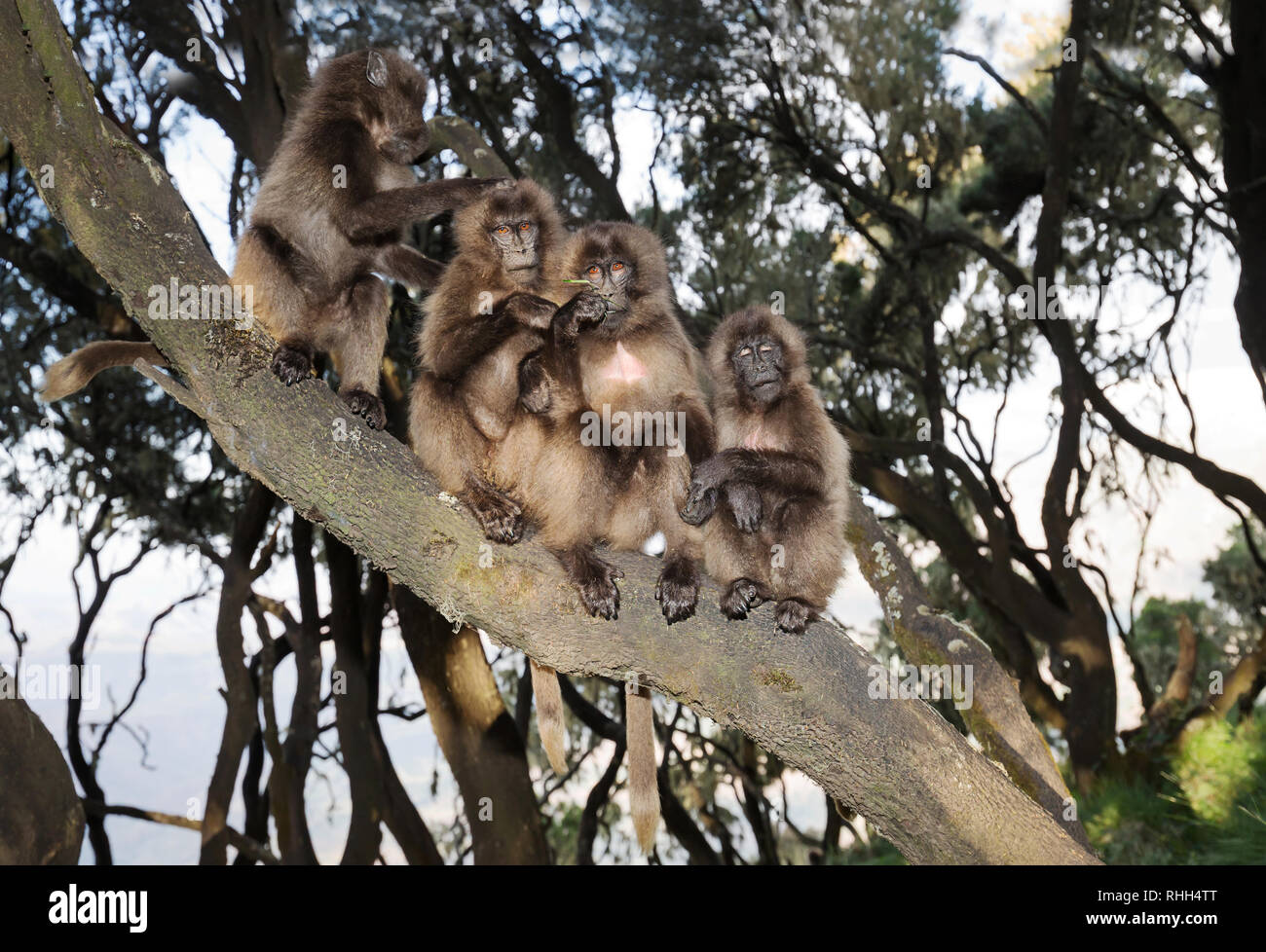 Close up of playful baby Gelada monkeys sitting in the tree, Simien ...