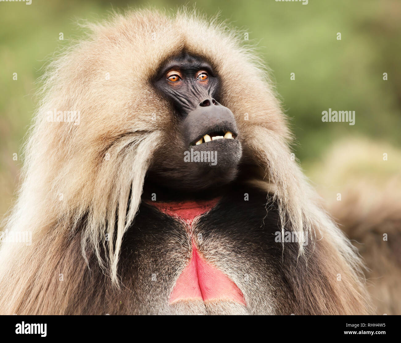 Close up of an adult Gelada monkey (Theropithecus gelada), Simien ...