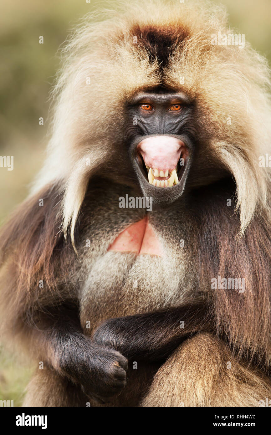 Close up of an adult Gelada monkey (Theropithecus gelada), Simien ...