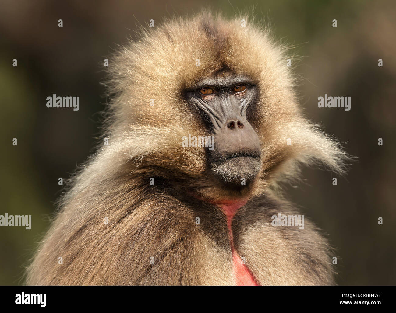 Ethiopia monkey hi-res stock photography and images - Alamy